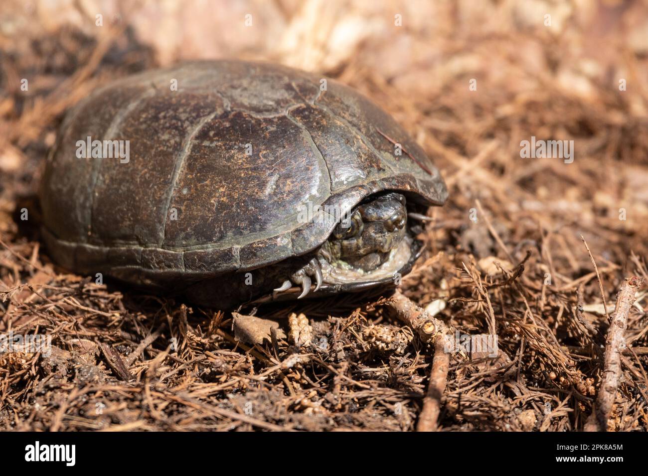 Eastern Mud Turtle Stock Photo - Alamy