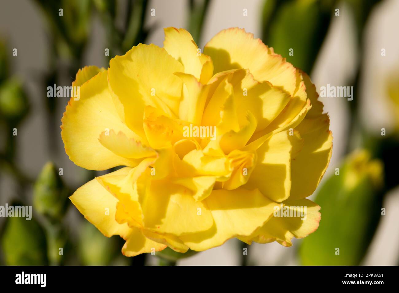 Yellow carnation, live flowers in close-up Stock Photo - Alamy