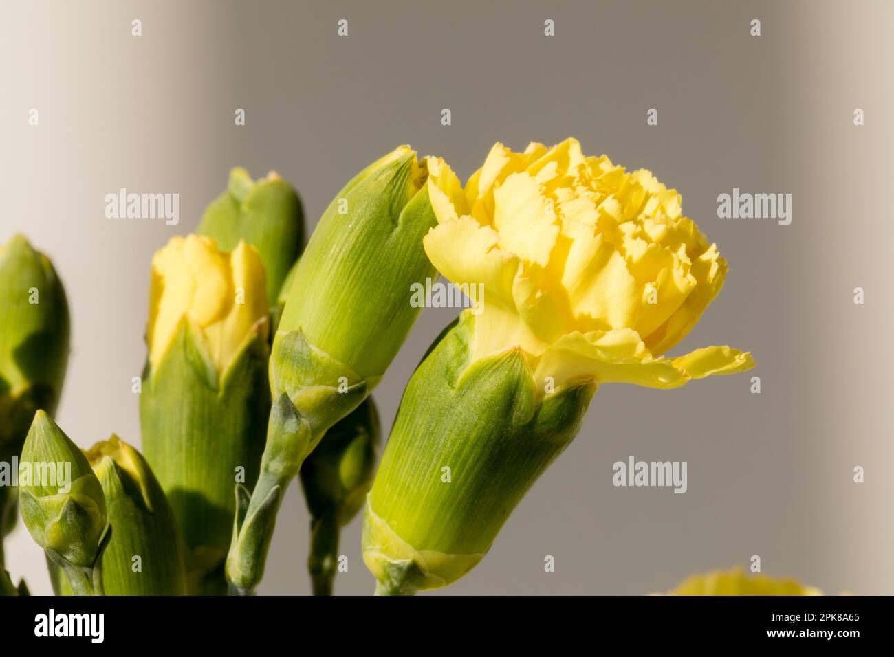 Yellow carnation, live flowers in close-up Stock Photo - Alamy