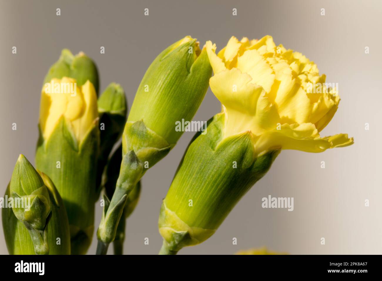 Beautiful flowers close up lively hi-res stock photography and images ...