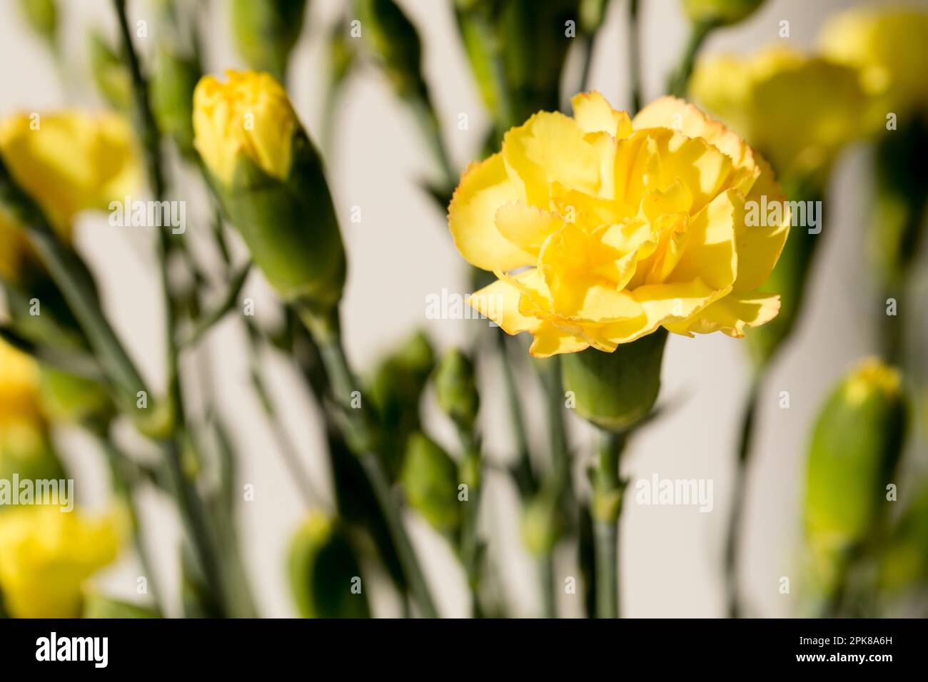 Single carnation bouquet hi-res stock photography and images - Alamy