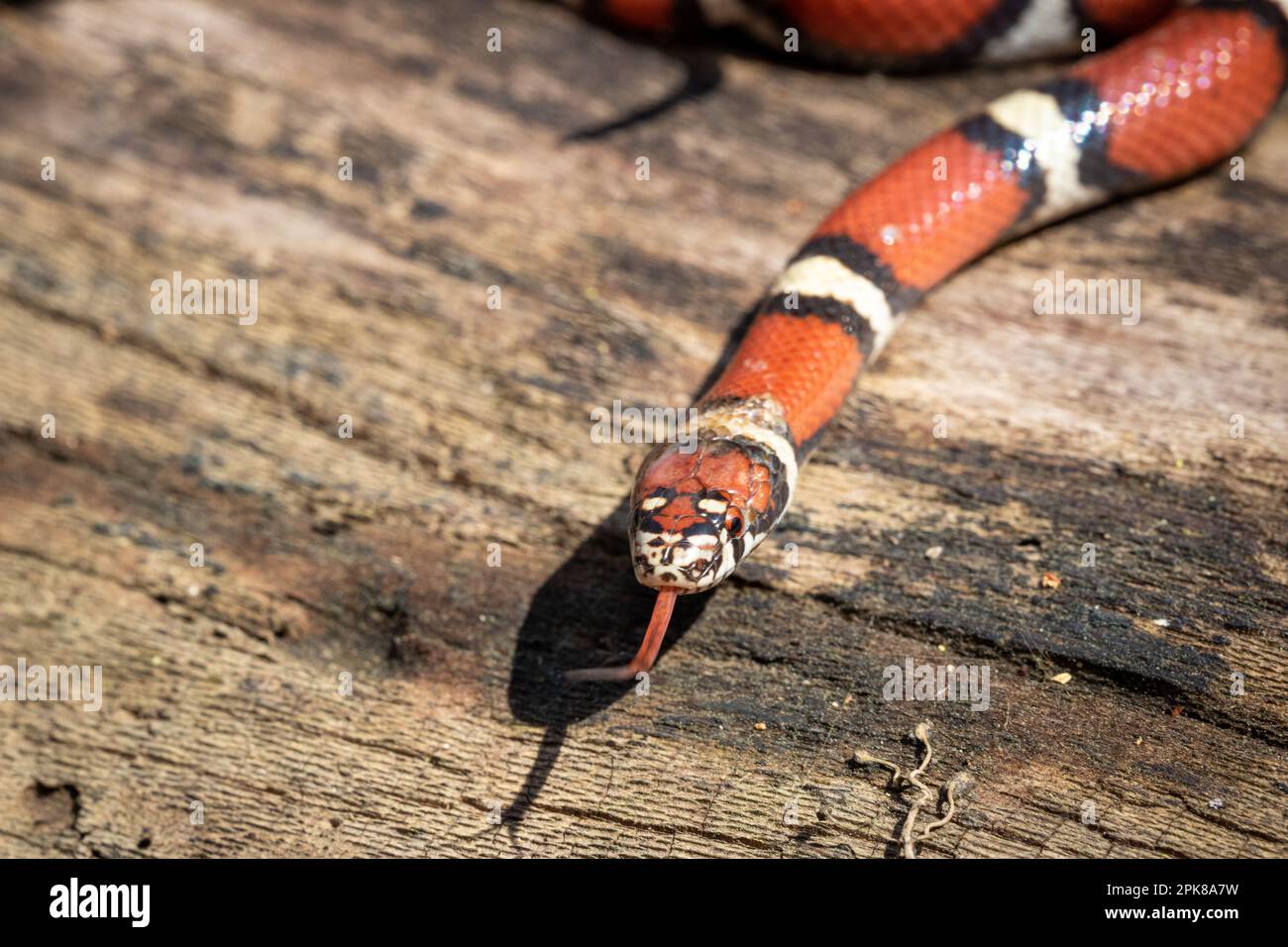 Eastern milk snake hi-res stock photography and images - Alamy