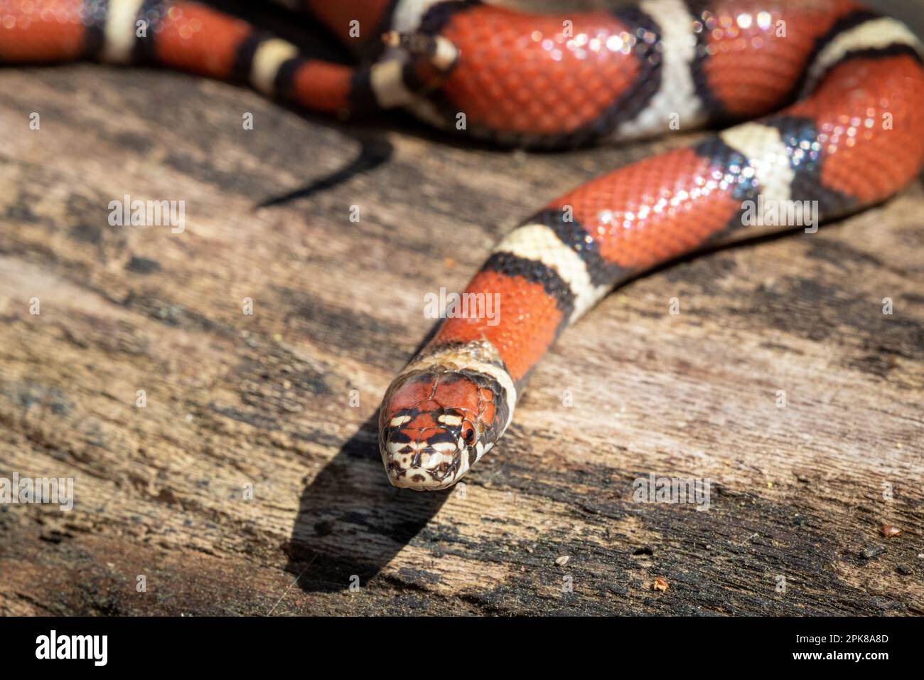 Eastern king snake hi-res stock photography and images - Alamy