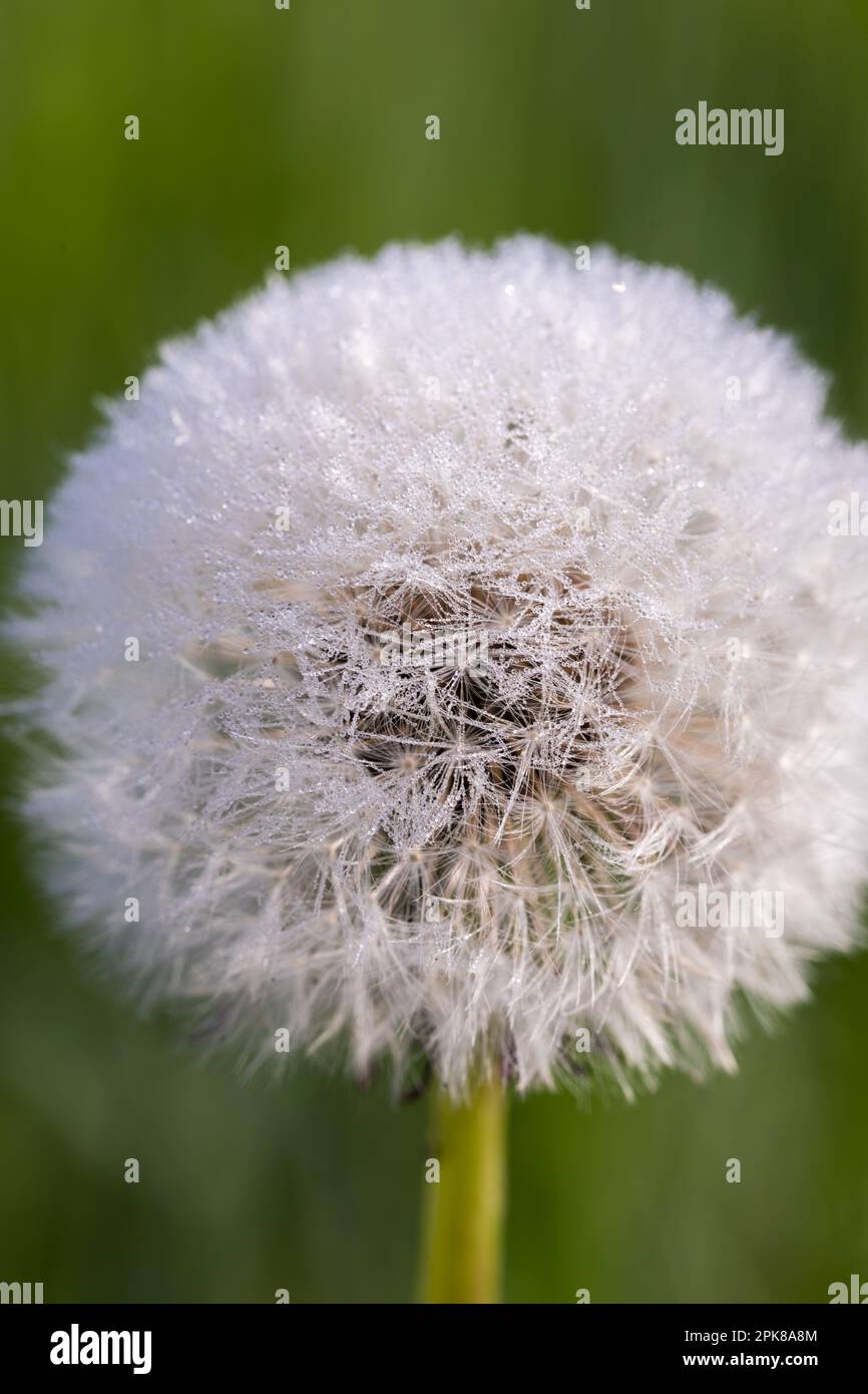 Flowered dandelion, plant close-up, spring in the meadow Stock Photo ...