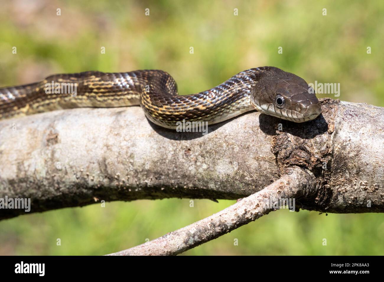 Grey rat snake spiloides hi-res stock photography and images - Alamy