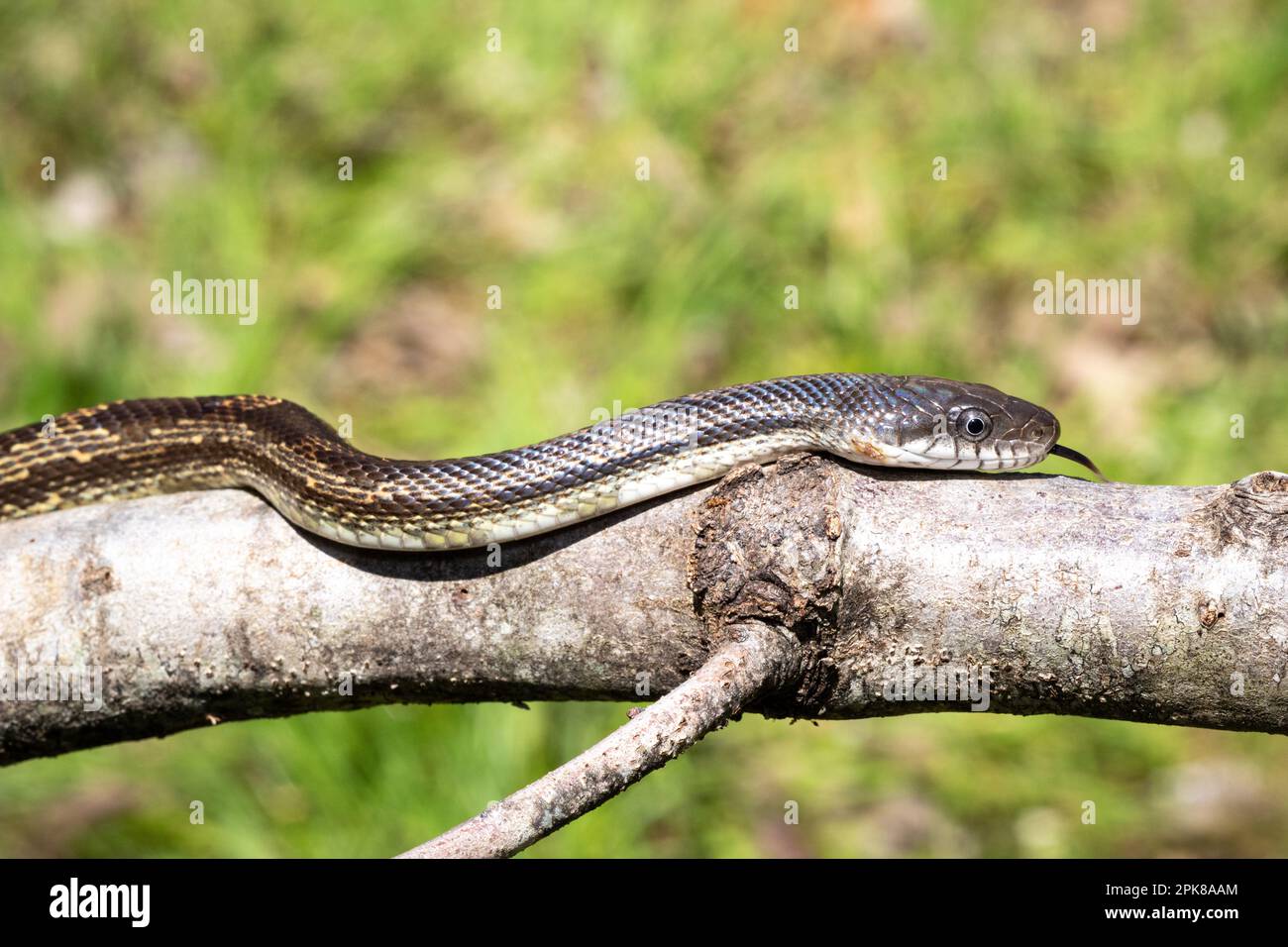 Grey rat snake spiloides hi-res stock photography and images - Alamy