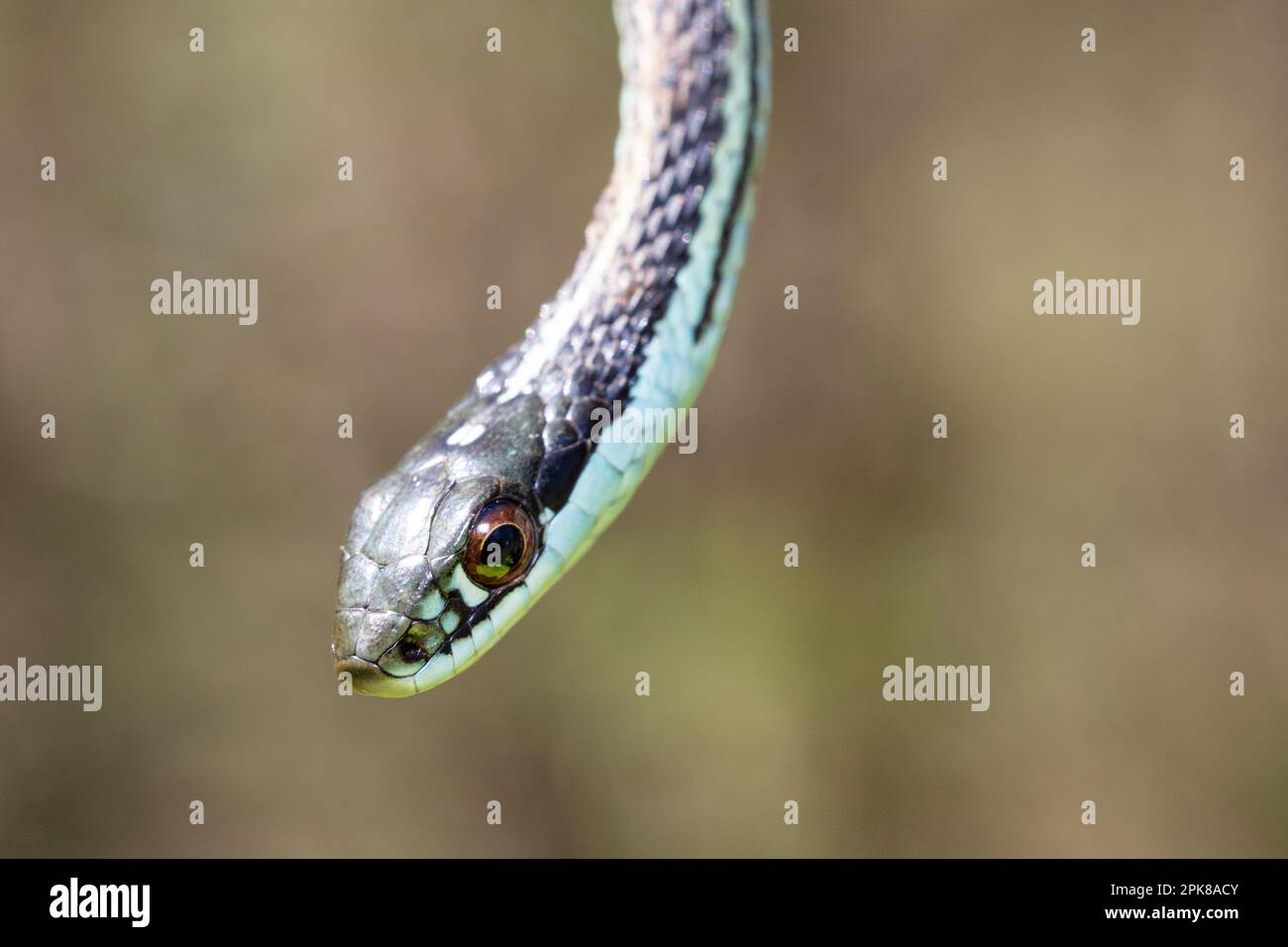 Western Ribbon Snake Stock Photo - Alamy