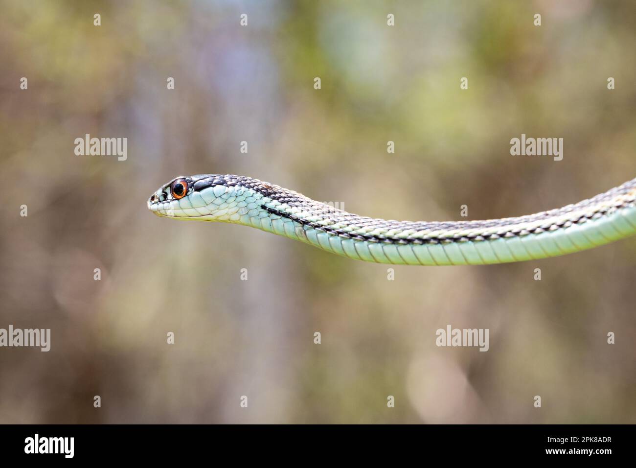 Western Ribbon Snake Stock Photo - Alamy