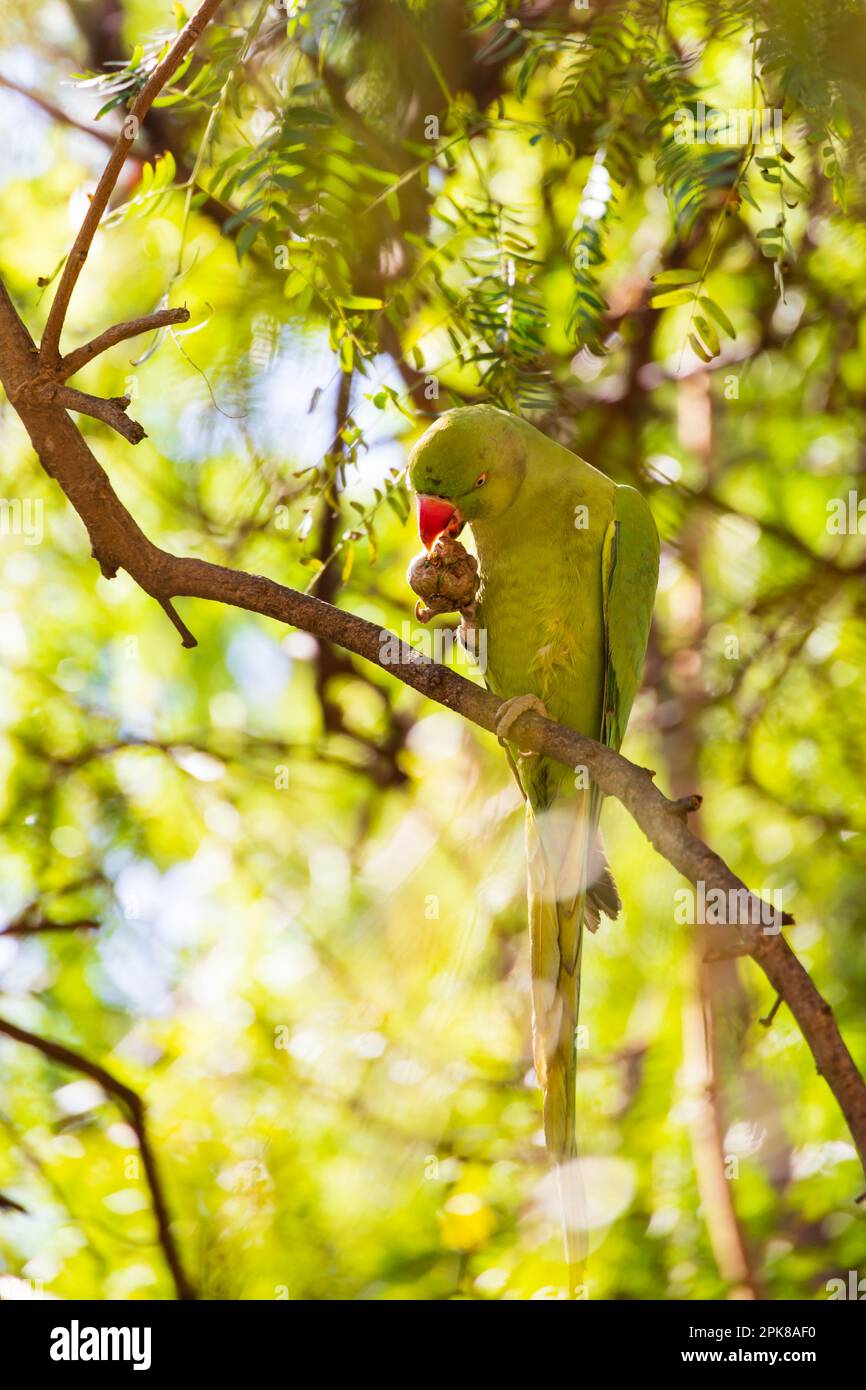 Quaker parrot hi-res stock photography and images - Alamy