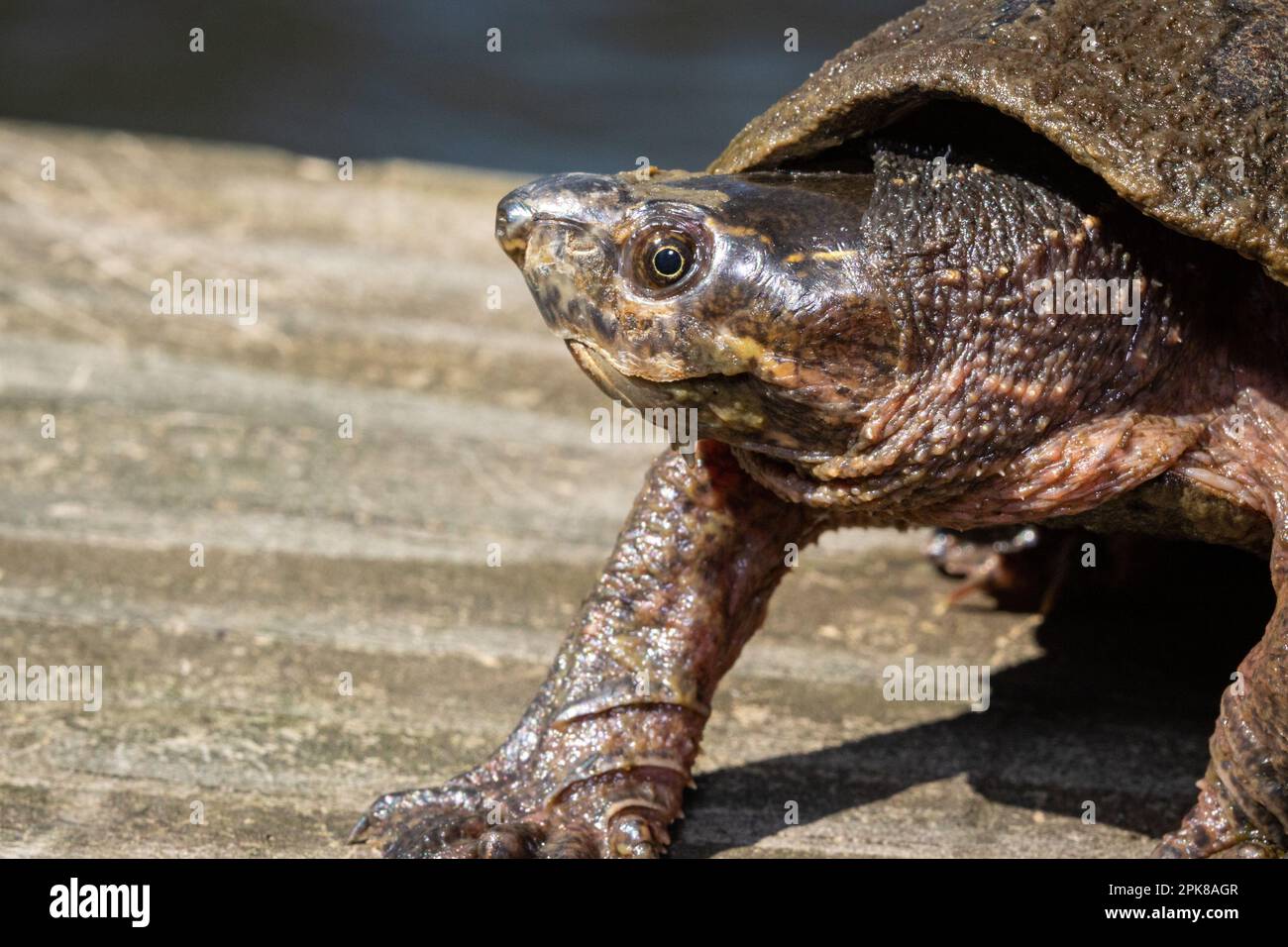 Stinkpot turtle hi-res stock photography and images - Alamy