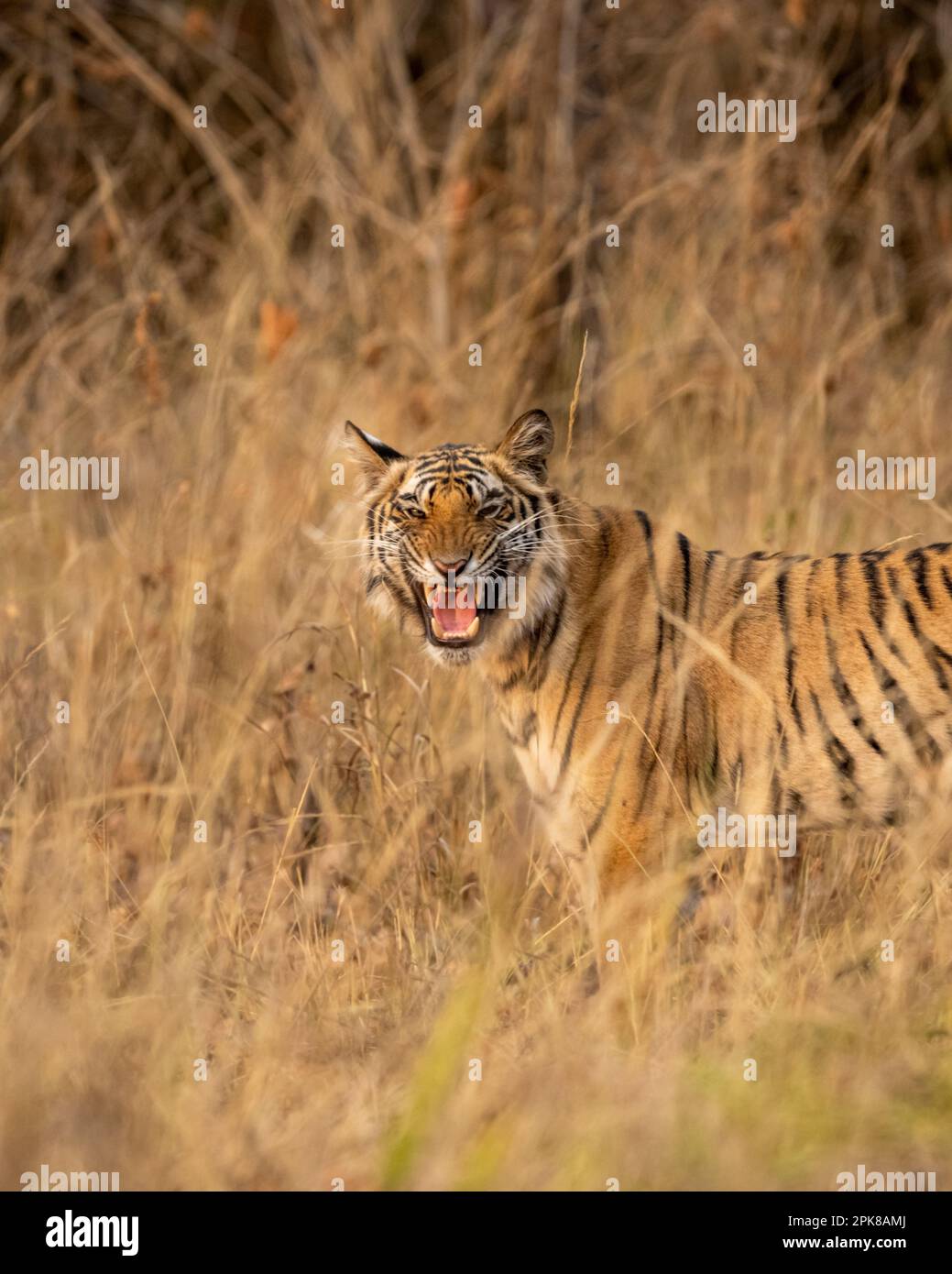 wild bengal female tiger or panthera tigris standing with angry face ...
