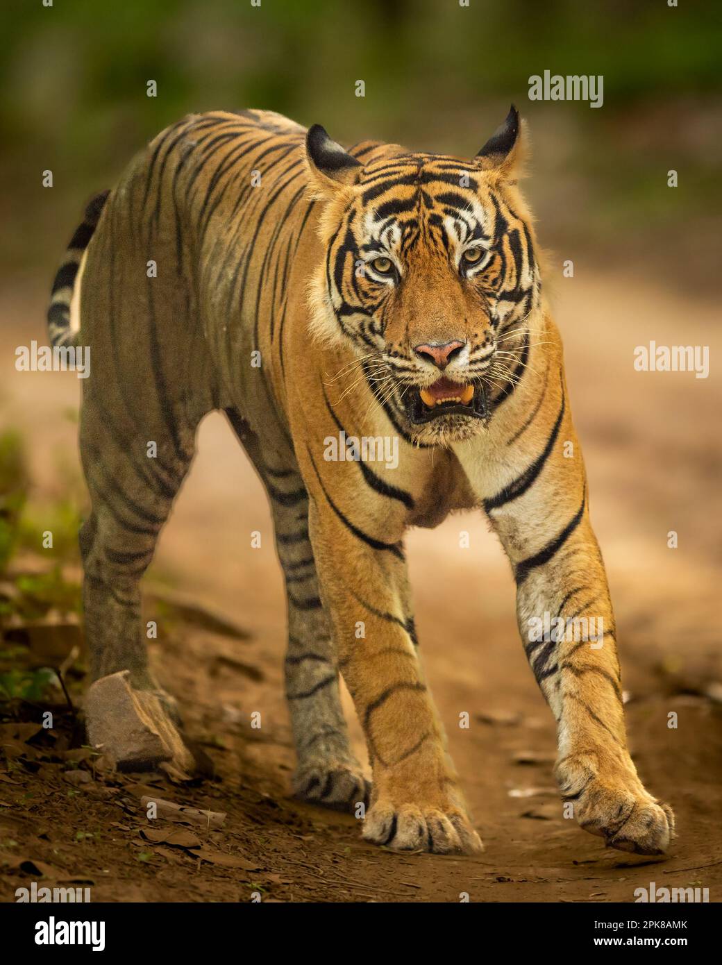 Male bengal tiger looking into camera hi-res stock photography and ...