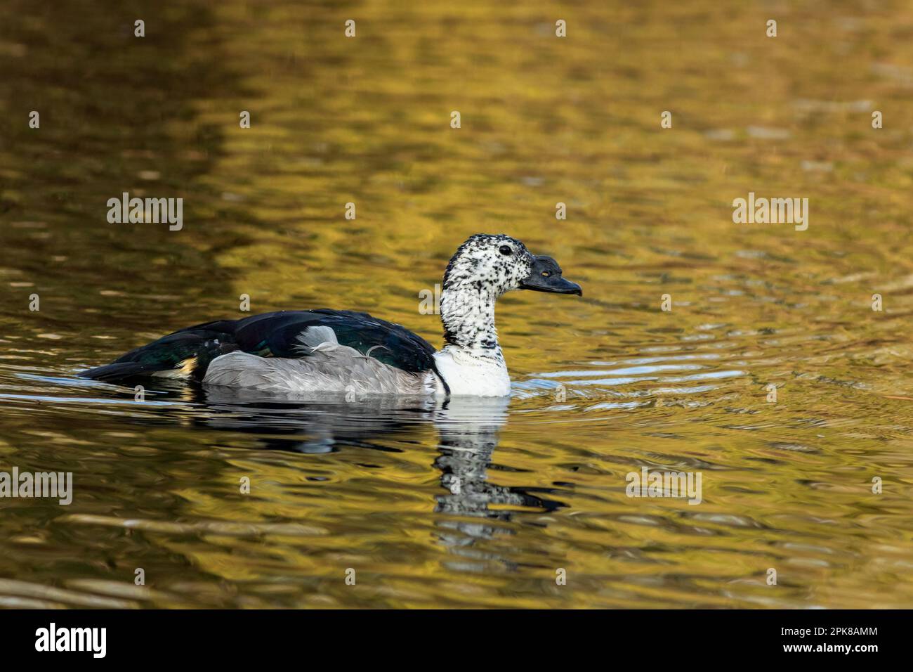 knob billed duck or African comb duck or Sarkidiornis melanotos closeup ...