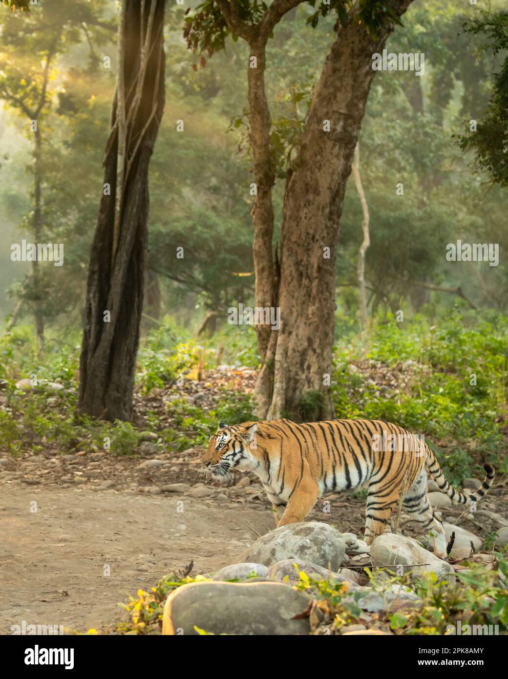 wild female bengal tiger or panthera tigris in natural scenic scenery ...