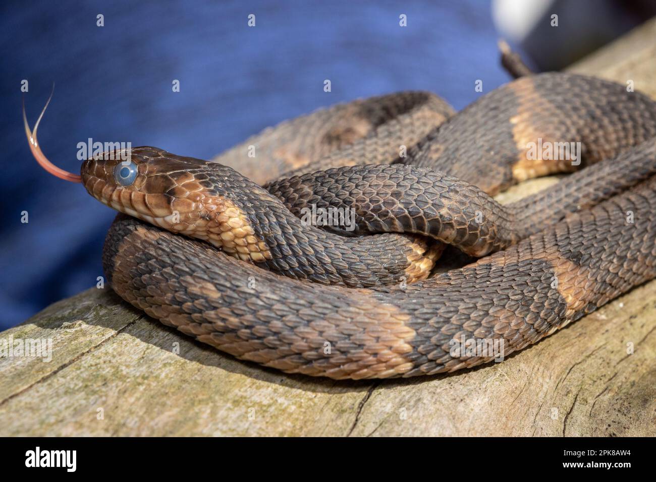 Broad banded water snake hi-res stock photography and images - Alamy