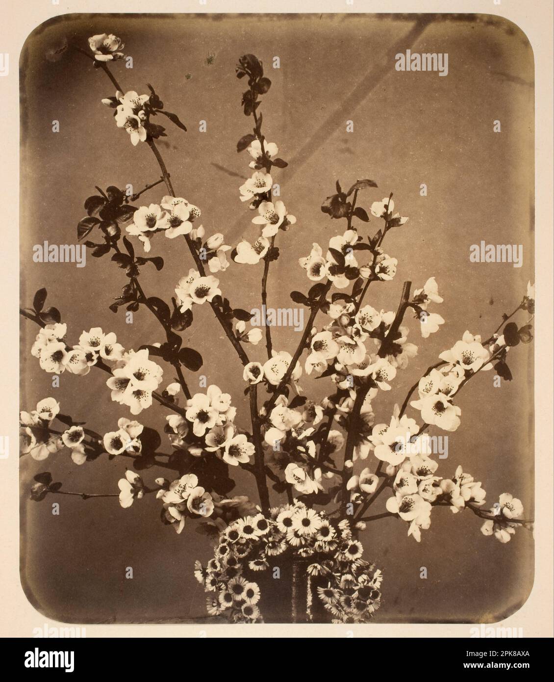 Floral Still Life 1852/1862 by Adolphe Braun Stock Photo - Alamy