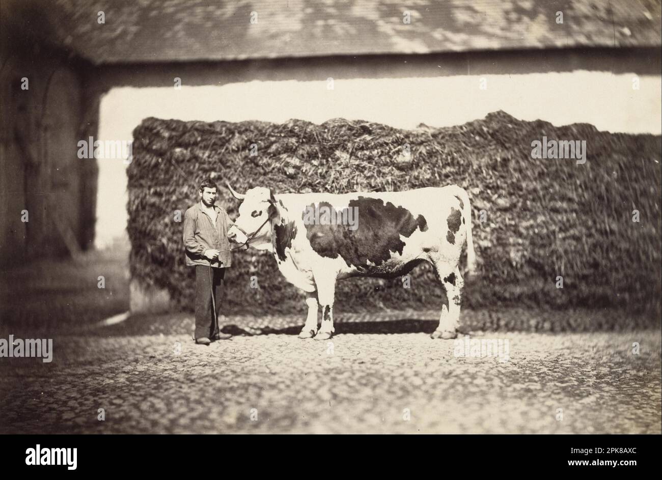 Prize Bull] 1853/1857 by Adolphe Braun Stock Photo - Alamy