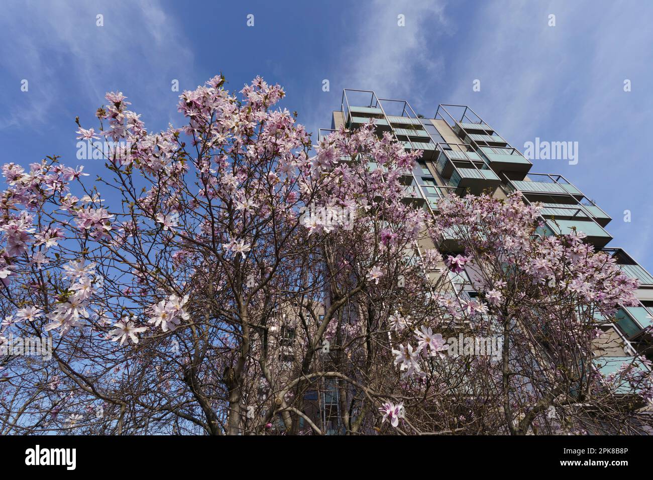 Milan, Lombardy, Italy: flowered plant and residential building at ...