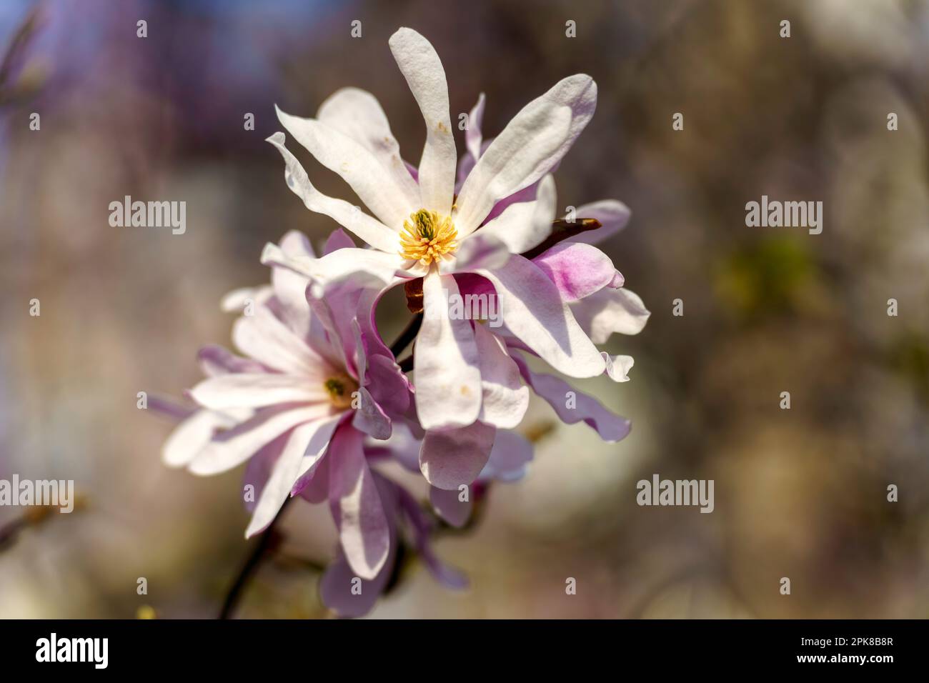 Flower of magnolia in the Portello park at Milan, Lombardy, Italy, in ...