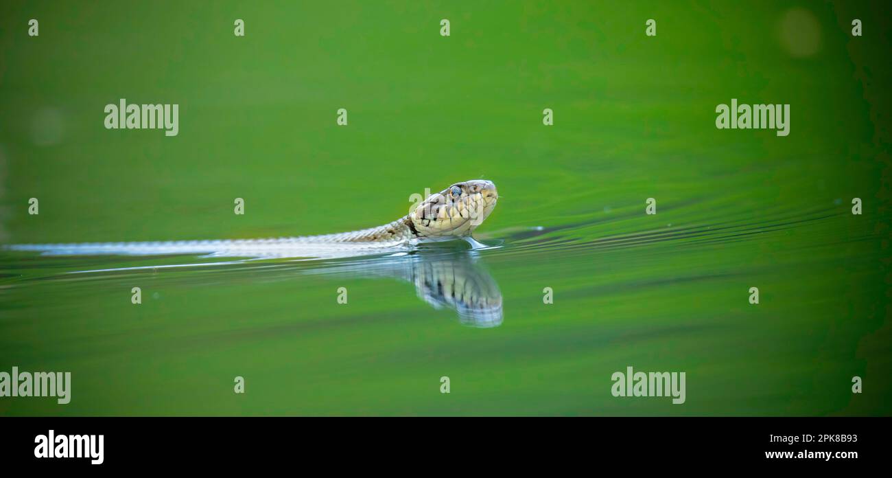 The grass snake Natrix natrix swims on the surface of the water and ...