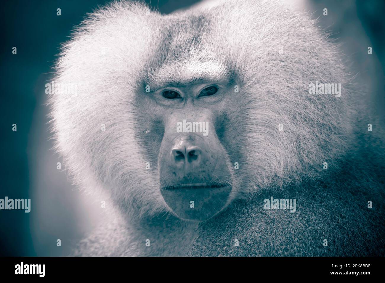 Monkey mating hi-res stock photography and images - Alamy