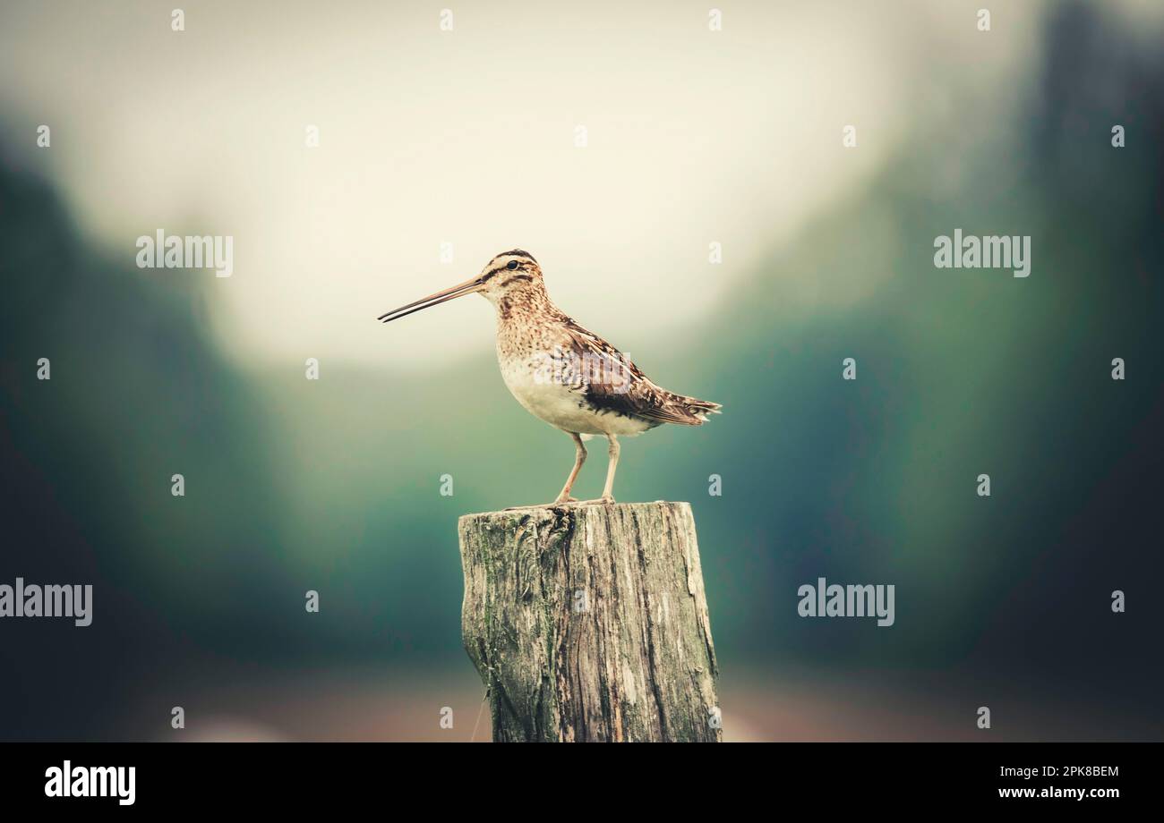 The Common Snipe Gallinago looking for food in the meadow and flies and ...