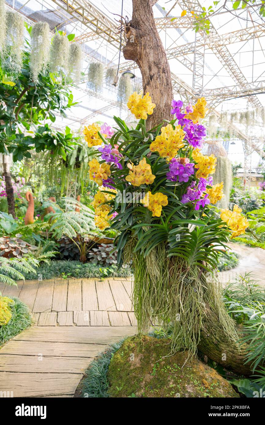 Yellow and purple Phalaenopsis orchid on big tree in garden Stock Photo ...