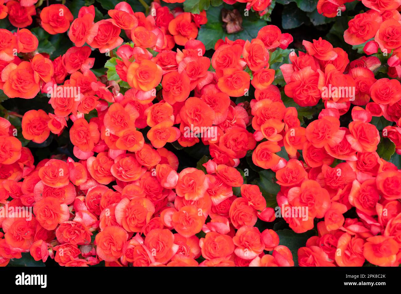 Begonias landscape hi-res stock photography and images - Alamy