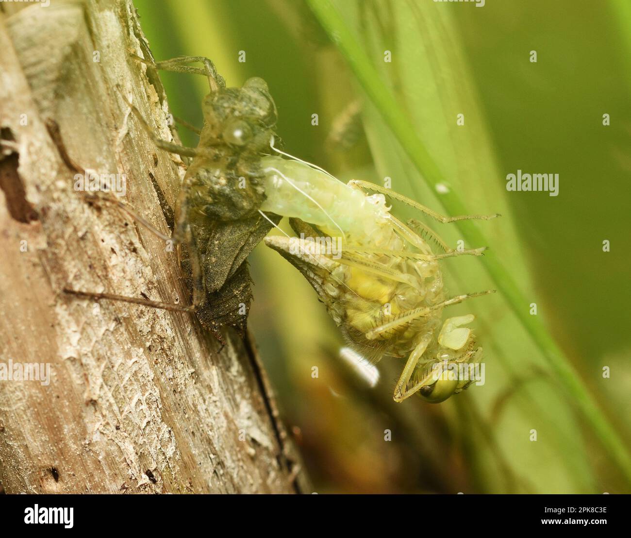 Emerging dragon hi-res stock photography and images - Alamy