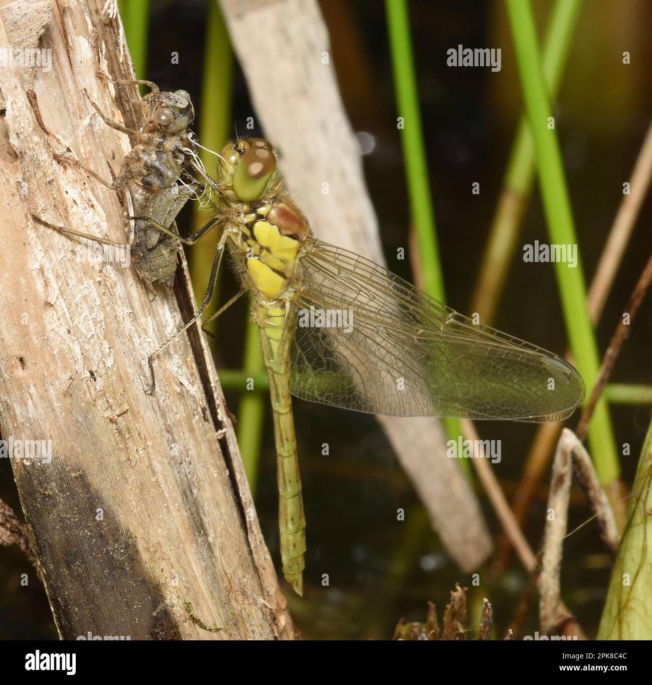 Emerging dragon hi-res stock photography and images - Alamy
