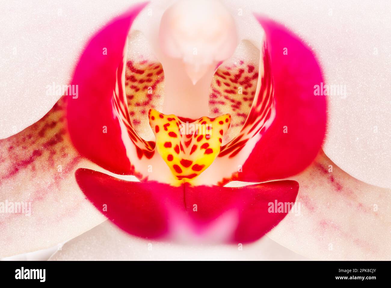 Macro photography of an orchid flower Stock Photo - Alamy