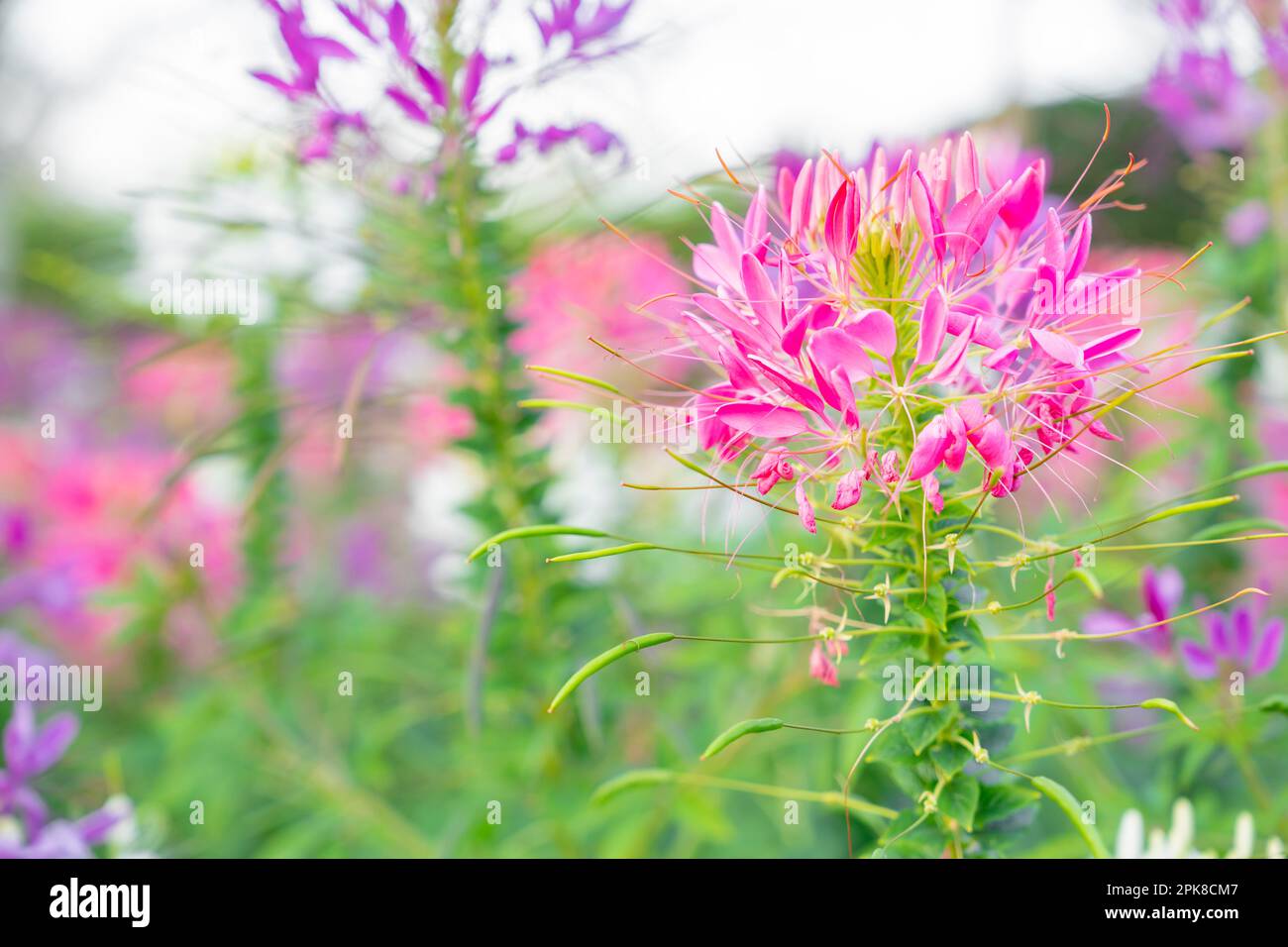 Cleome Hassleriana commonly known as Spider flower, Spider plant, Pink ...