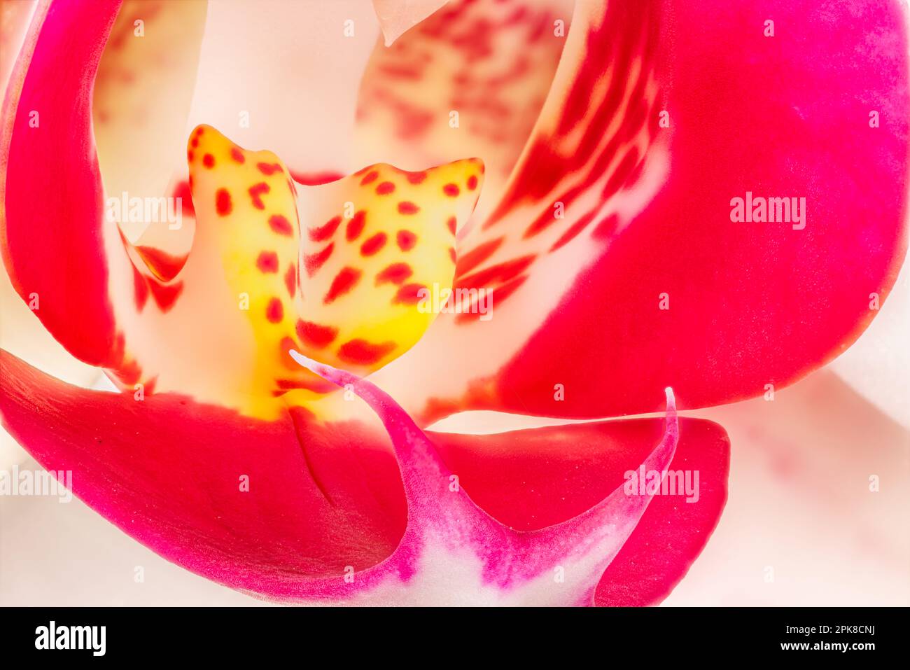 Macro photography of an orchid flower Stock Photo - Alamy
