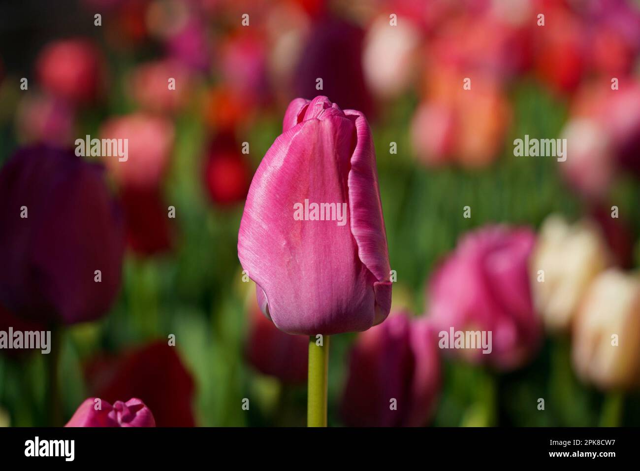 tulip blossom in washington dc United States of America Stock Photo - Alamy