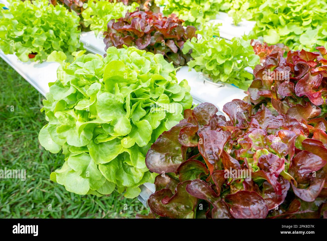 Vegetable in plastic pipe of hydroponic concept Stock Photo - Alamy
