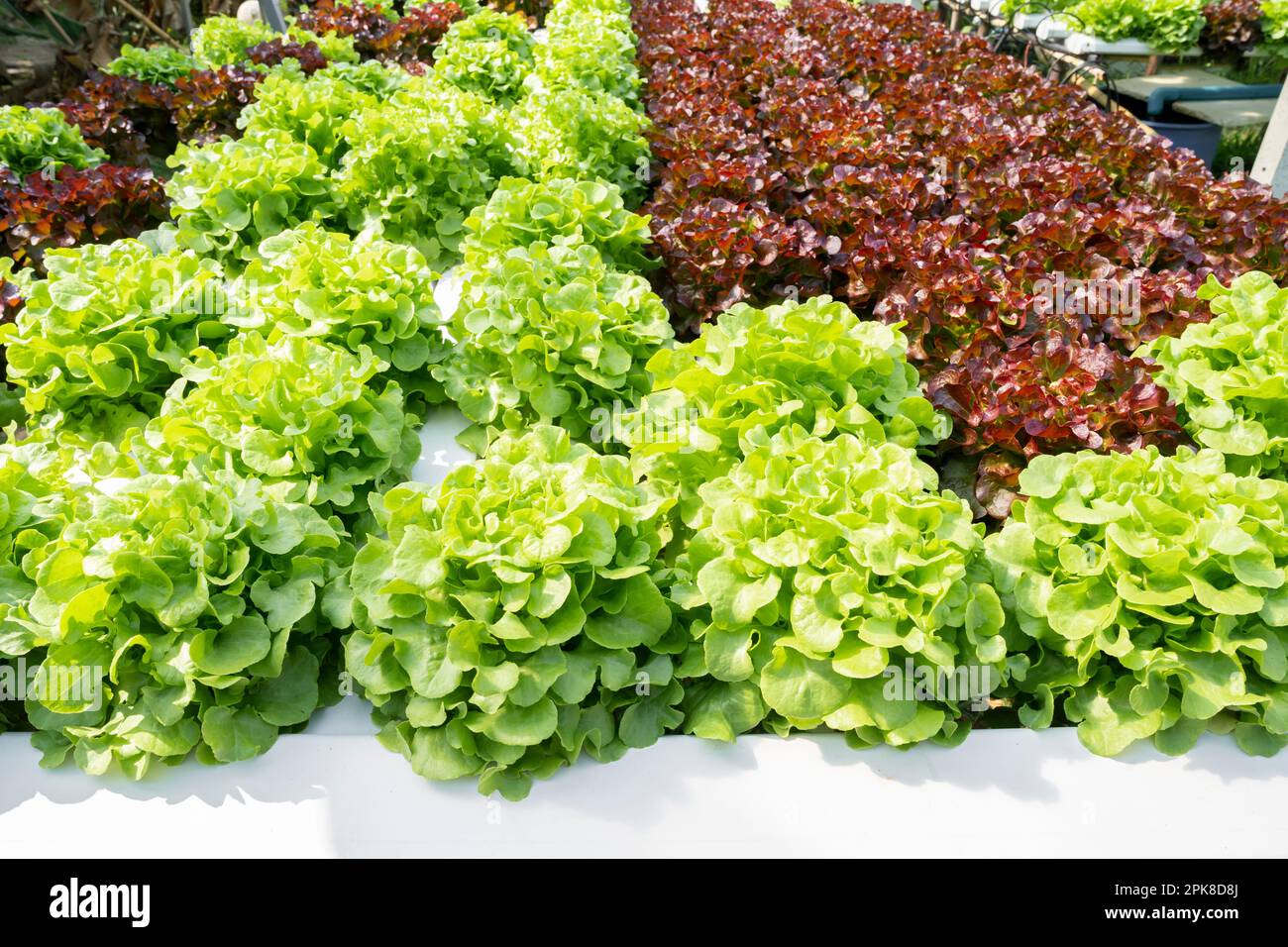 Hydroponic technology. Organic hydroponic vegetable cultivation farm ...