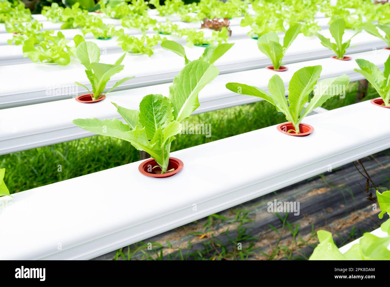 Vegetable in plastic pipe of hydroponic concept Stock Photo - Alamy