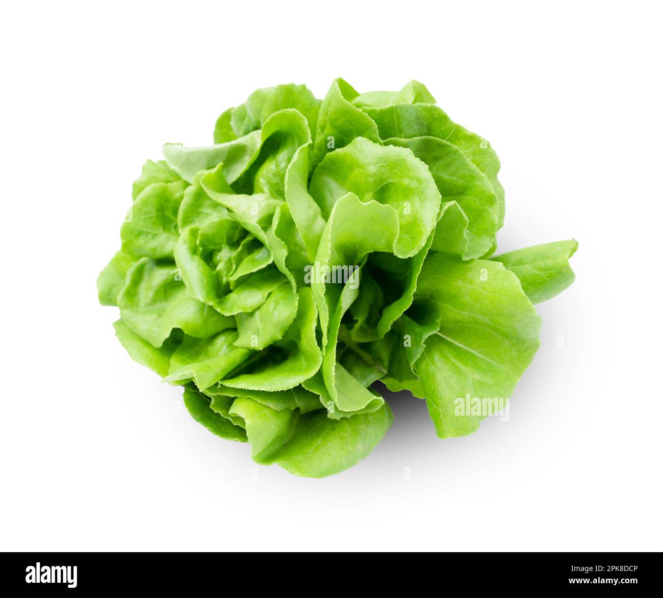Fresh organic butterhead lettuce isolated on white background Stock ...