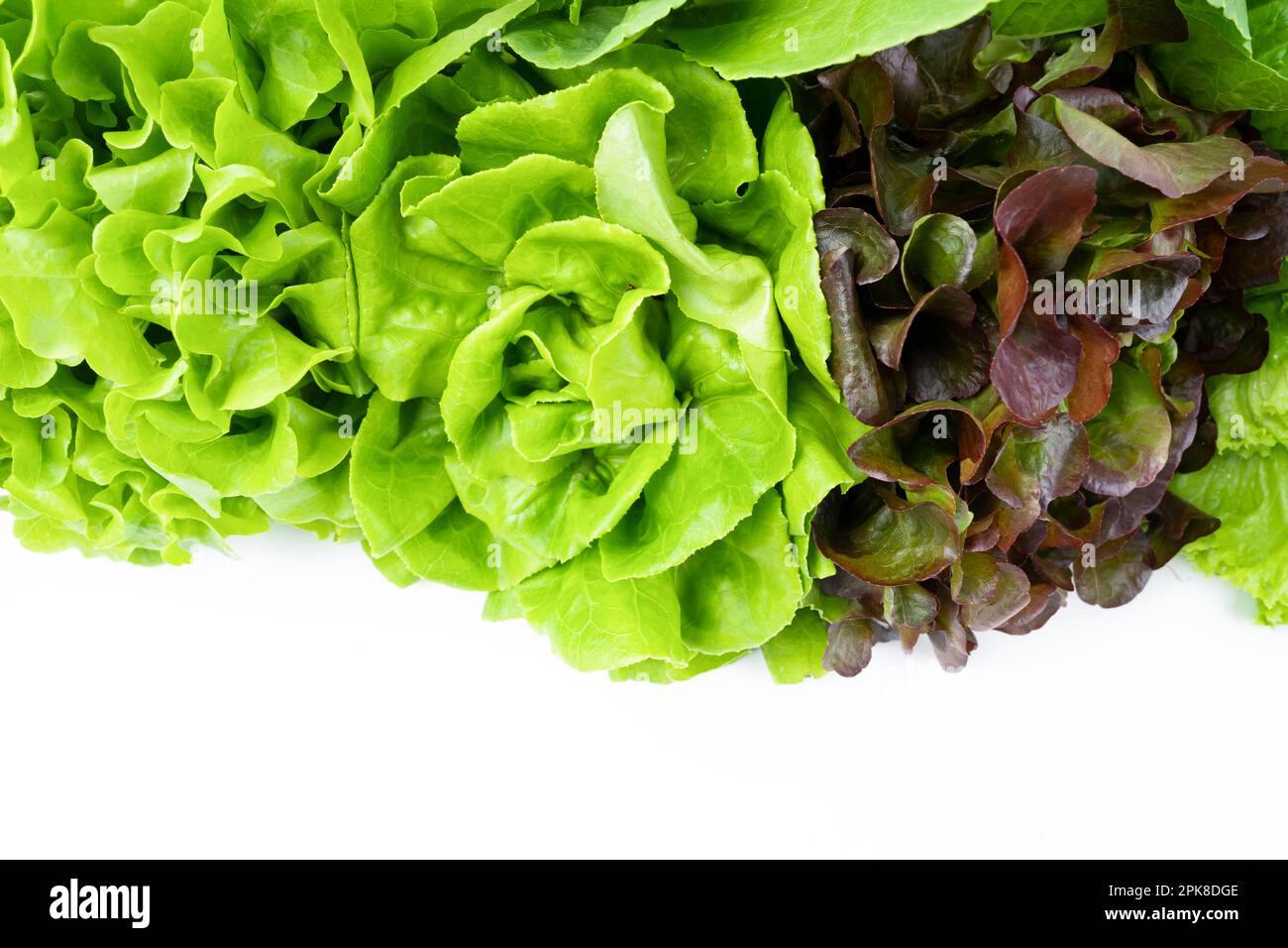 Fresh Butterhead with Red and green oak lettuce on a white background ...