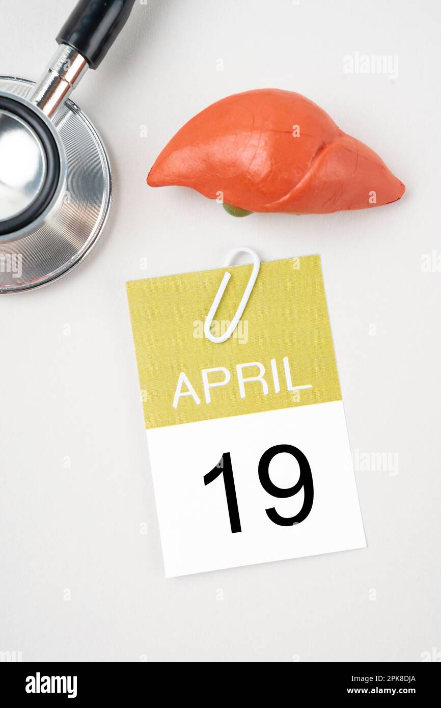April 19th calendar and liver human artificial with stethoscope medical ...