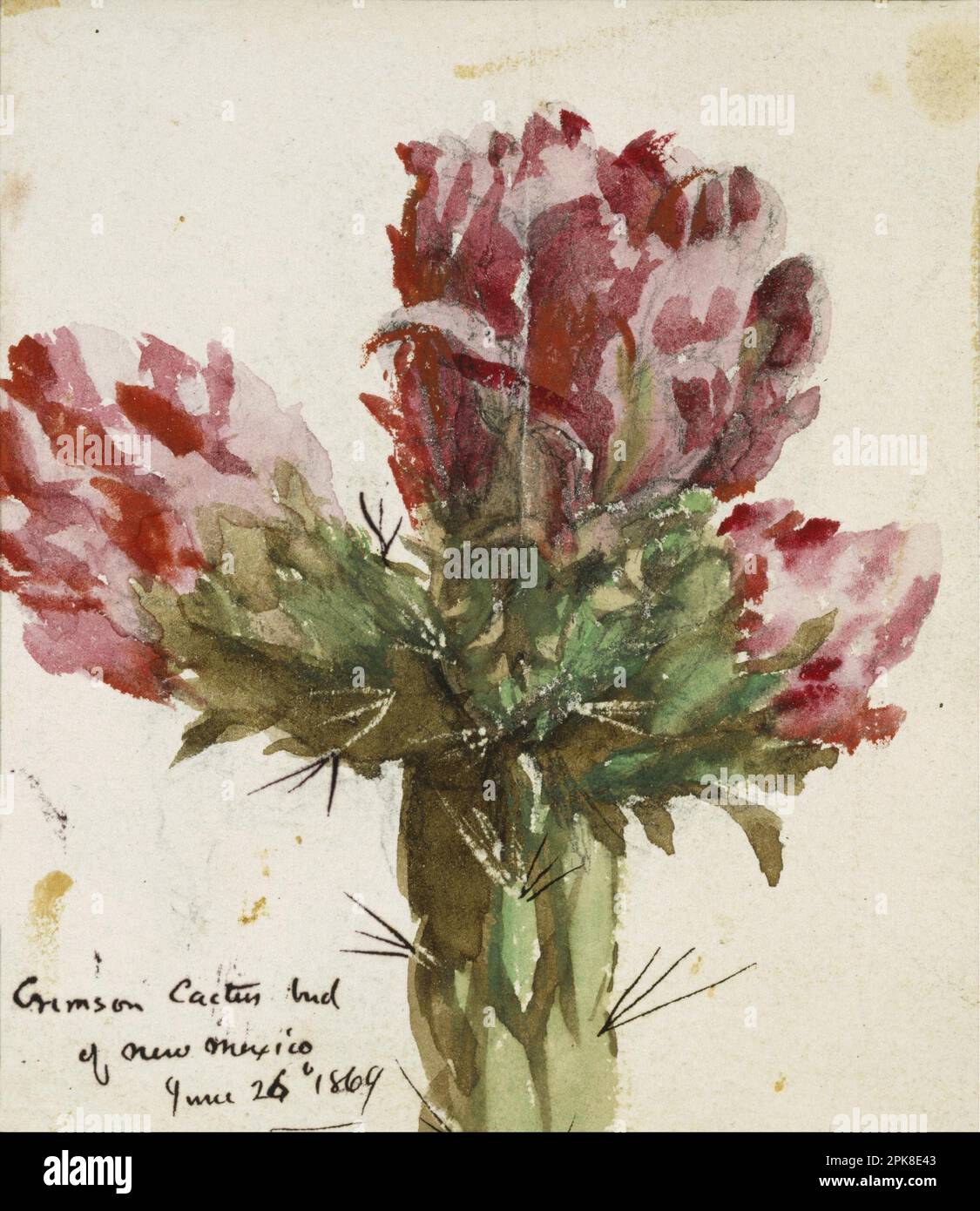 Crimson Cactus bud of New Mexico 1869 by Vincent Colyer Stock Photo - Alamy