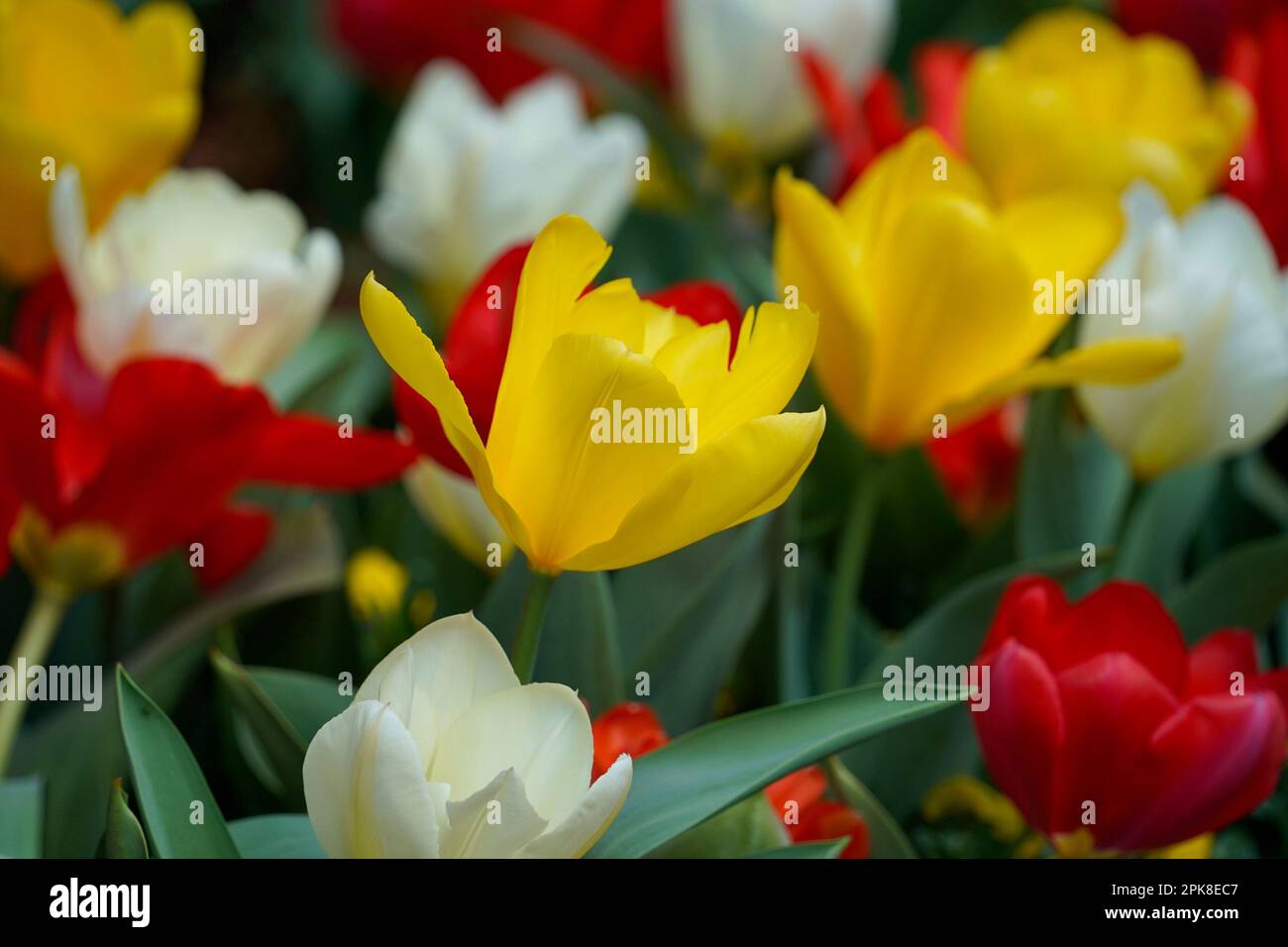 tulip blossom in washington dc United States of America Stock Photo - Alamy