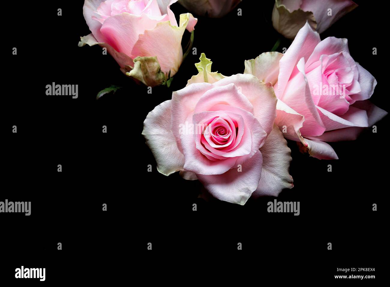 Stunning floral composition hi-res stock photography and images - Alamy