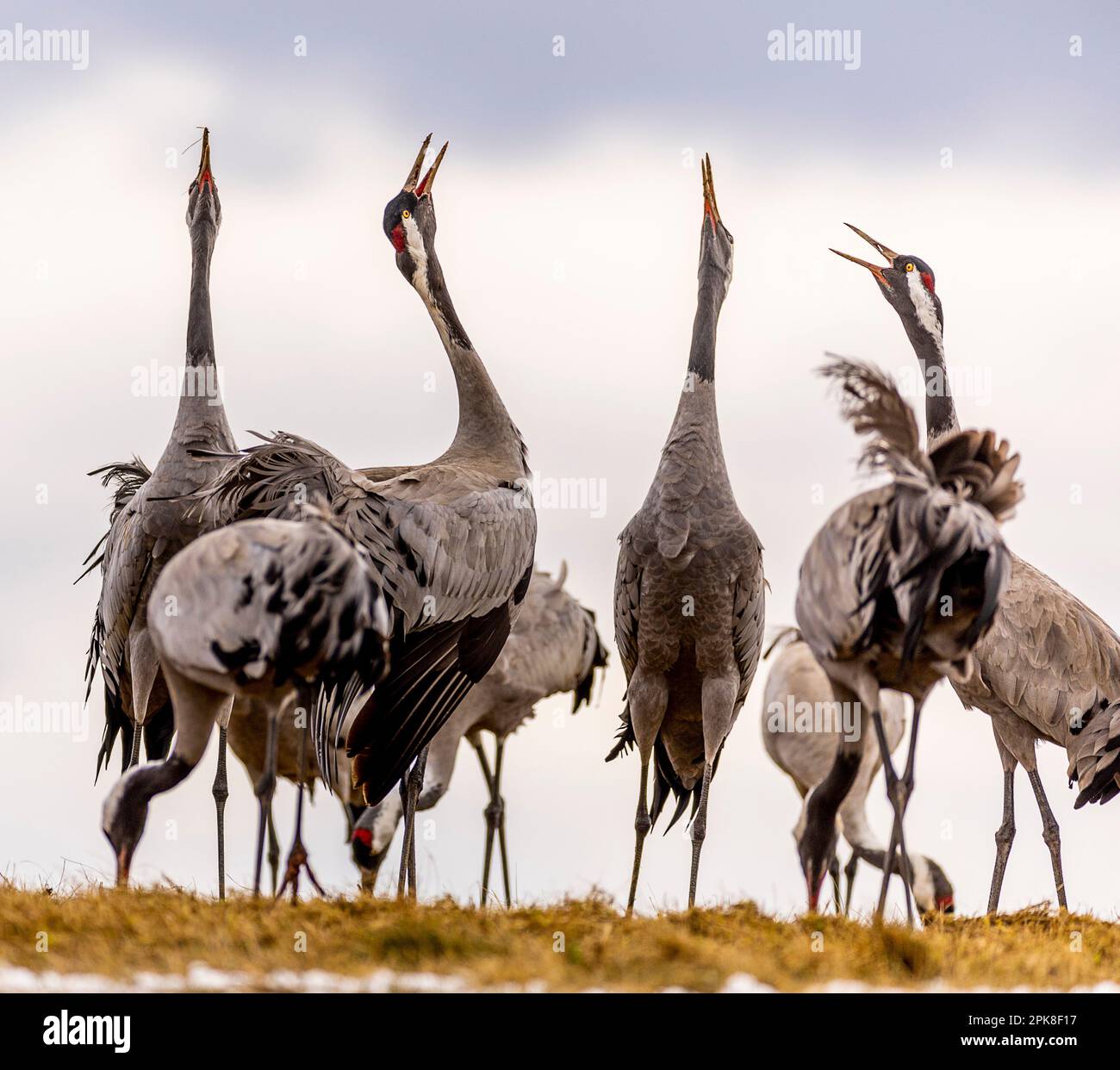 Falkoping, Sweden, on April 06, 2023.The annual crane dance at Lake ...
