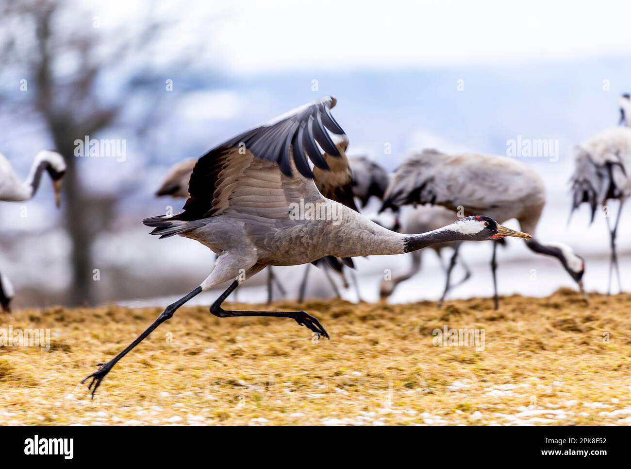 The annual crane dance at Lake Hornborga outside Falkoping, Sweden, on ...