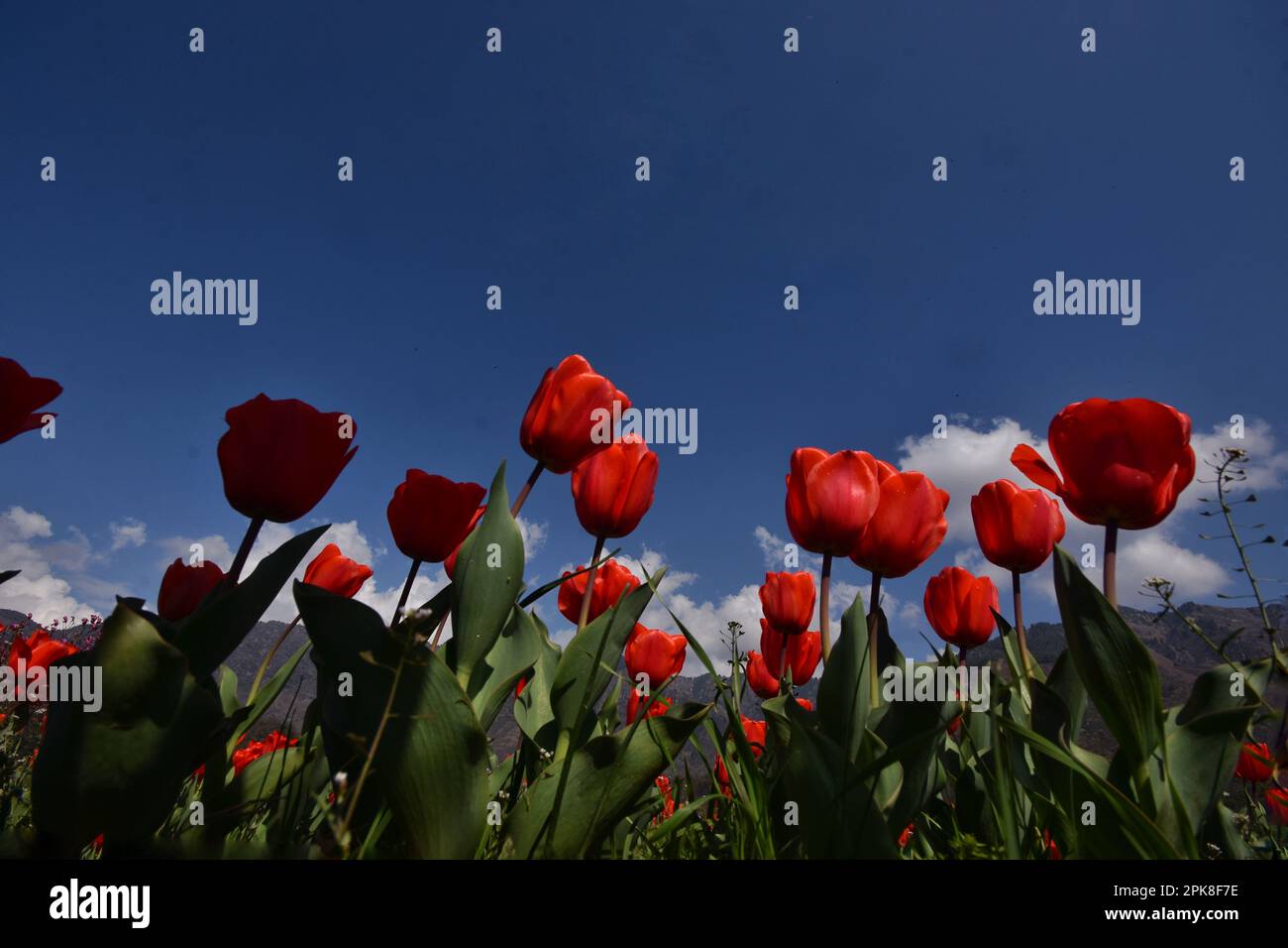 Srinagar, India. 06th Apr, 2023. Tulip flowers are seen in full bloom ...