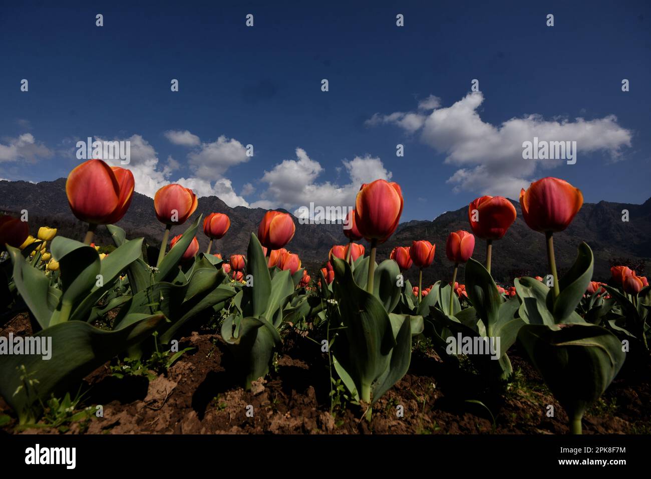 Srinagar, India. 06th Apr, 2023. Tulip flowers are seen in full bloom ...