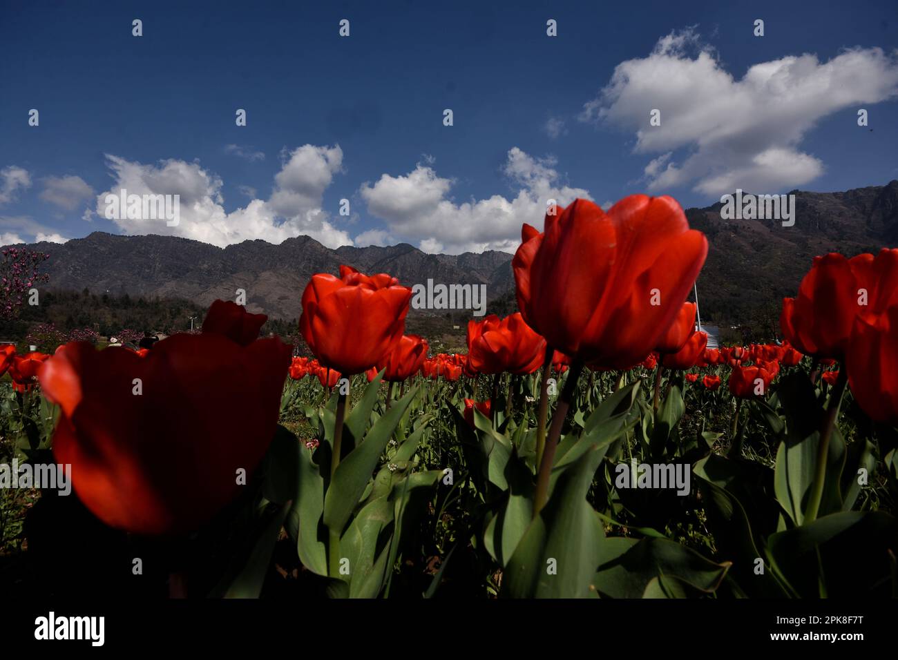 Srinagar, India. 06th Apr, 2023. Tulip flowers are seen in full bloom ...