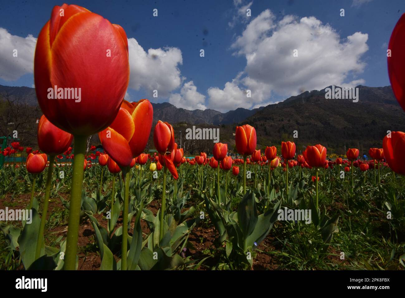 Srinagar, India. 06th Apr, 2023. Tulip flowers are seen in full bloom ...