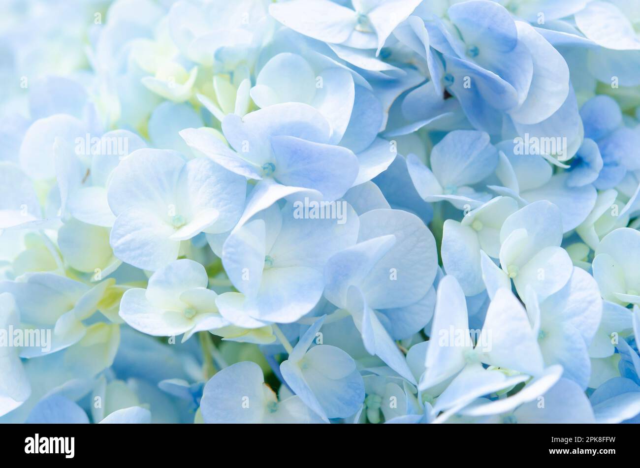 Soft Blue Hydrangea close-up texture Stock Photo - Alamy